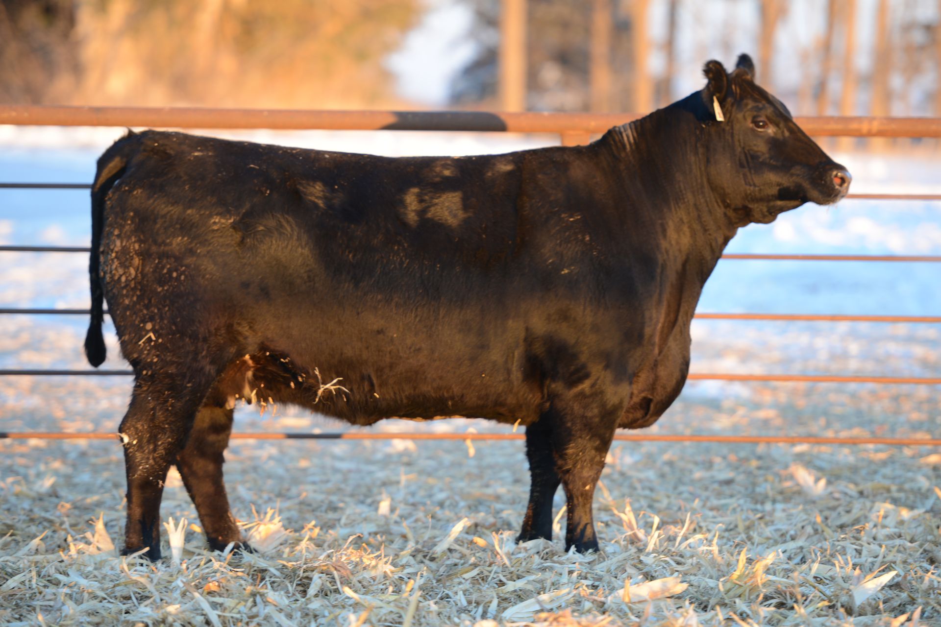 DE-SU Angus | Our Herd