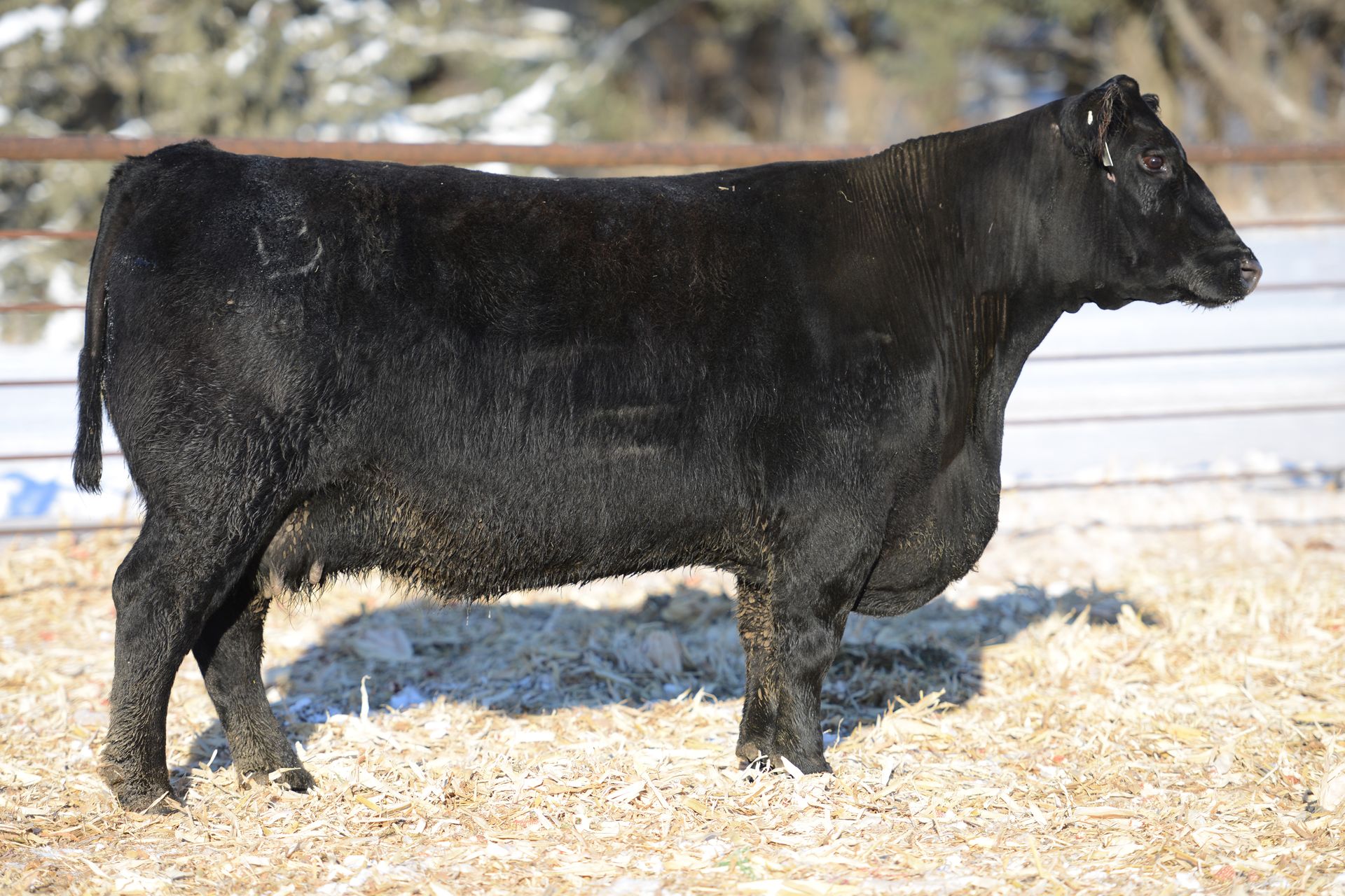 DE-SU Angus | Our Herd