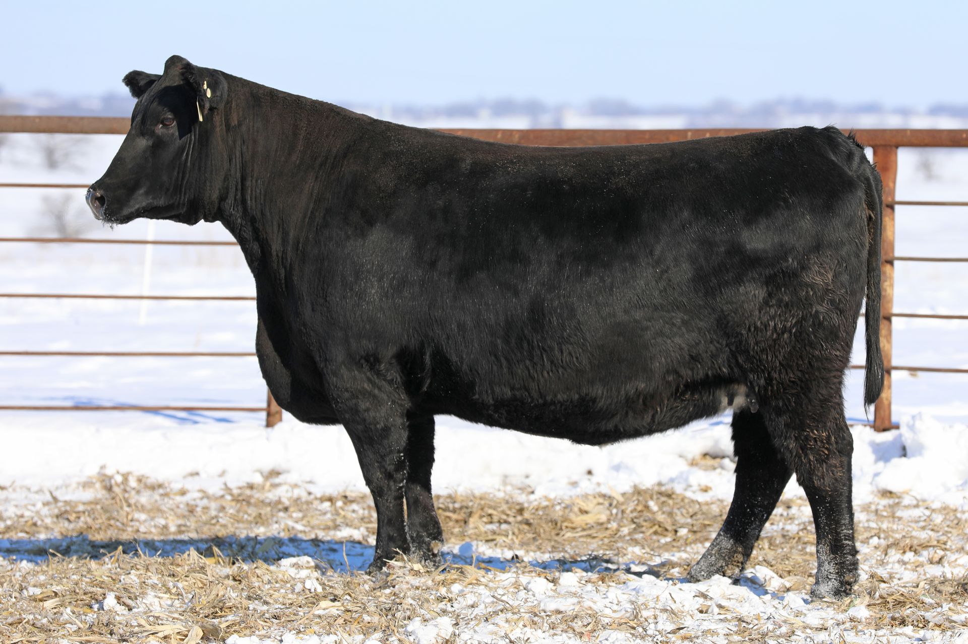 DE-SU Angus | Our Herd