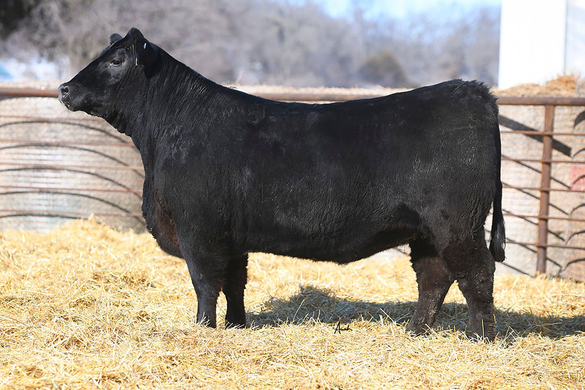 DE-SU Angus | Our Herd