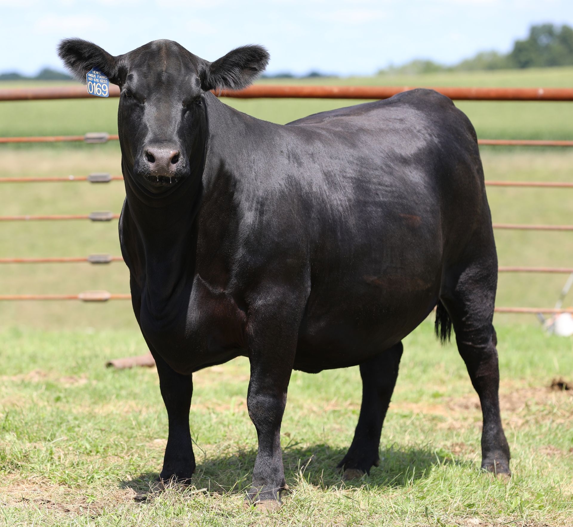 DE-SU Angus | Our Herd