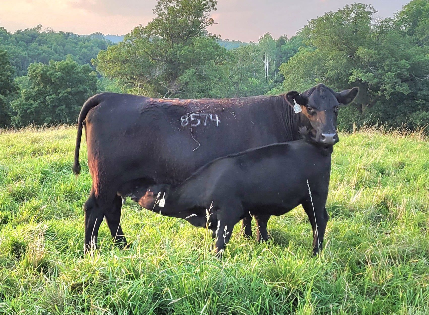 DE-SU Angus | Our Herd