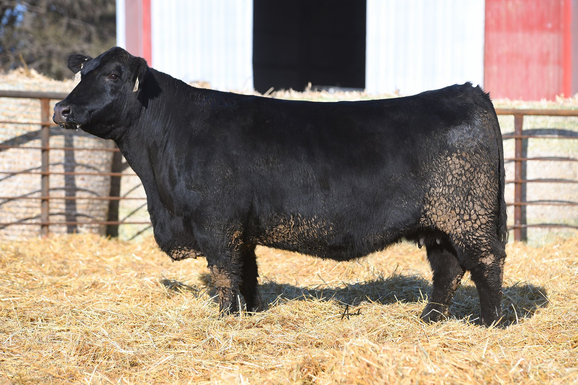 DE-SU Angus | Our Herd