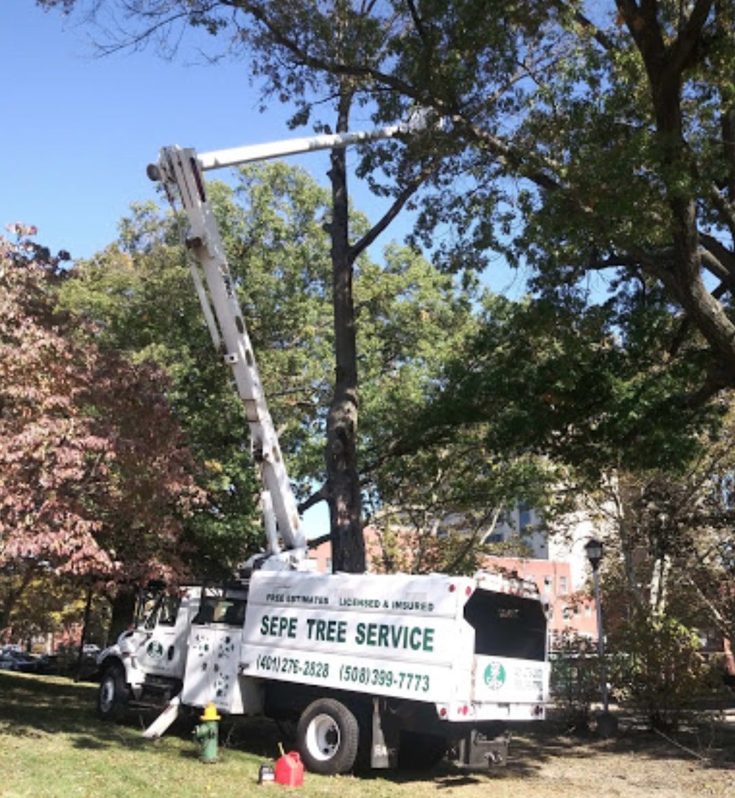 RI Tree Services & Tree Removal Company