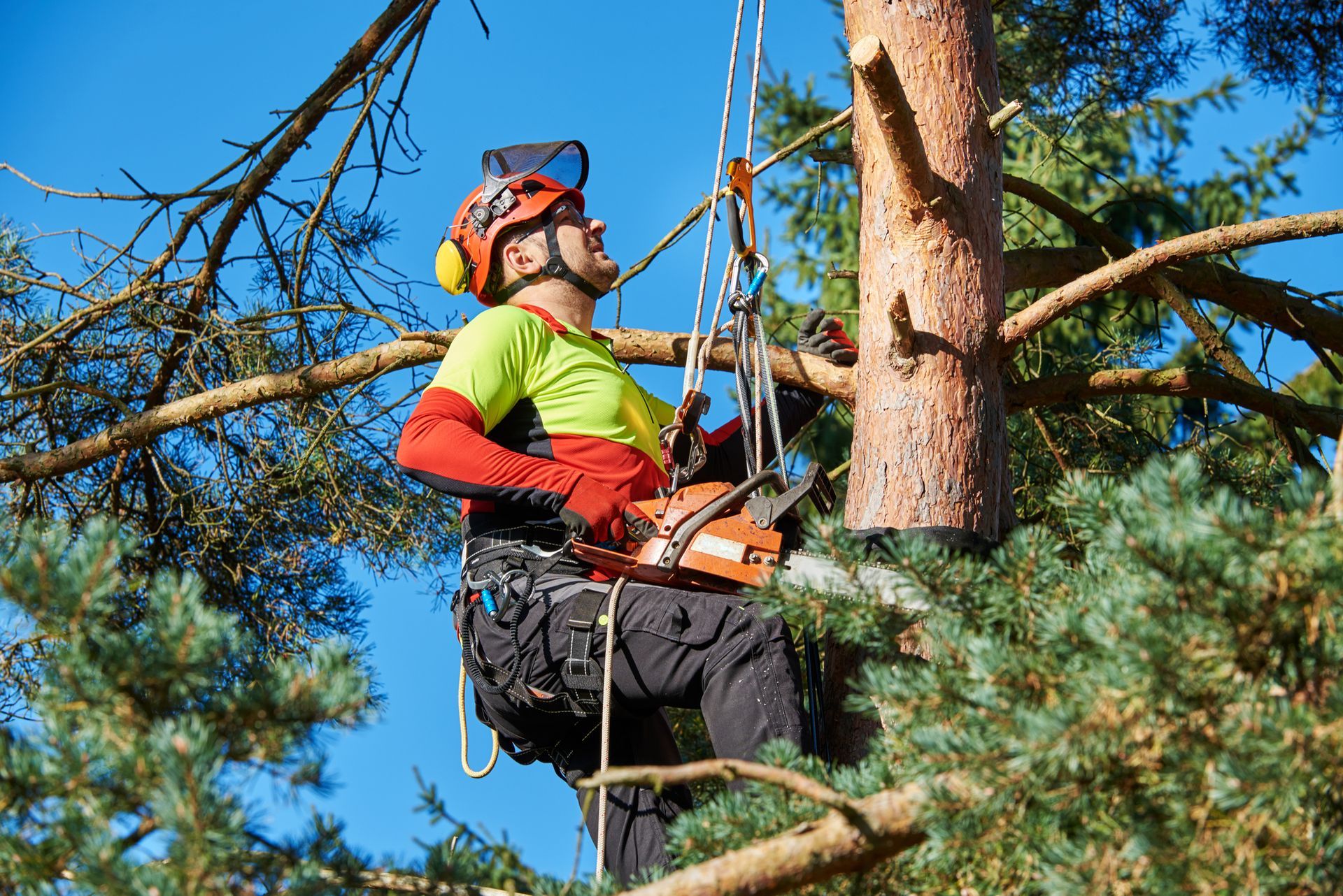 RI Tree Services & Tree Removal Company