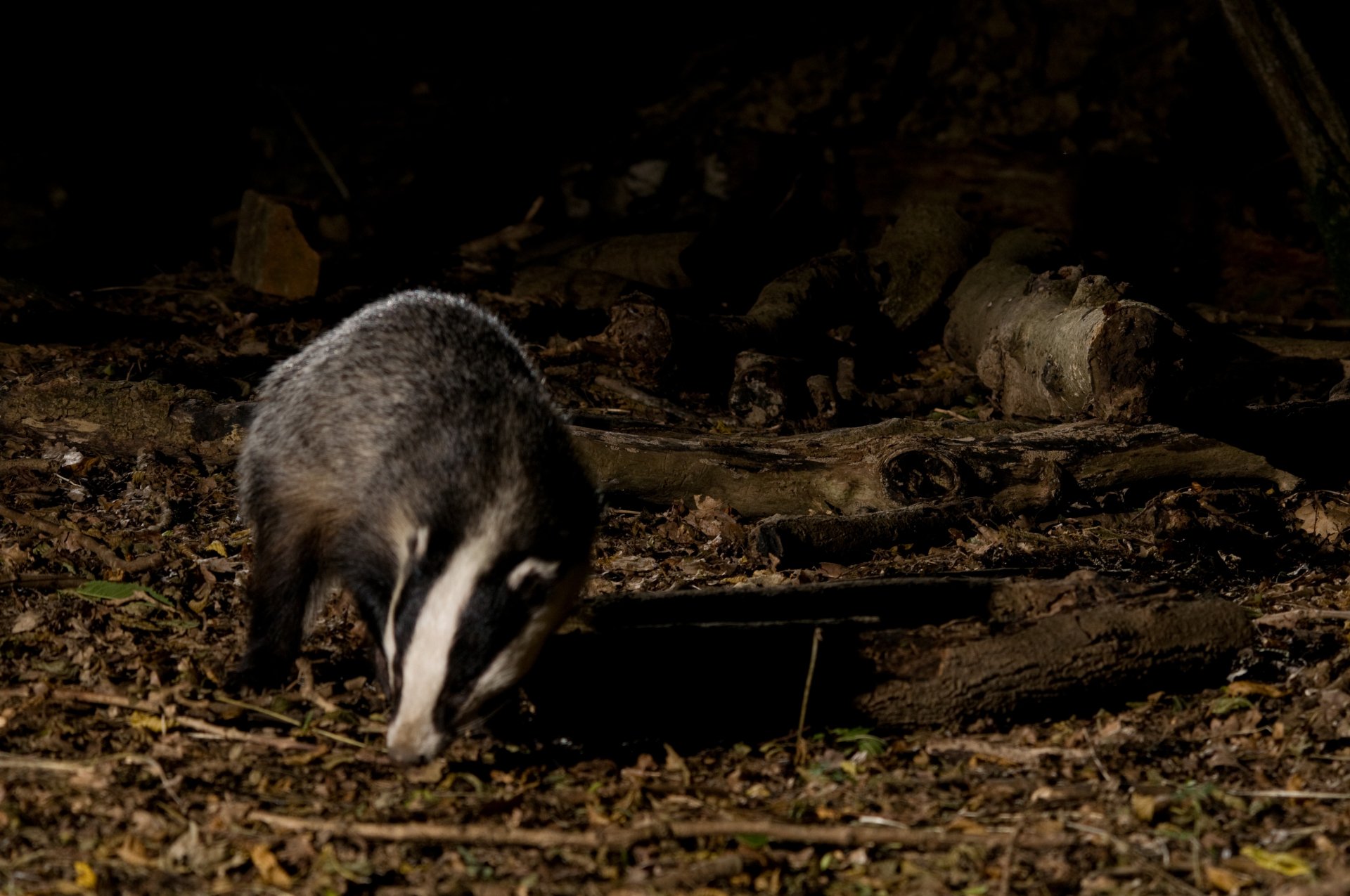 Wildlife in Brockham