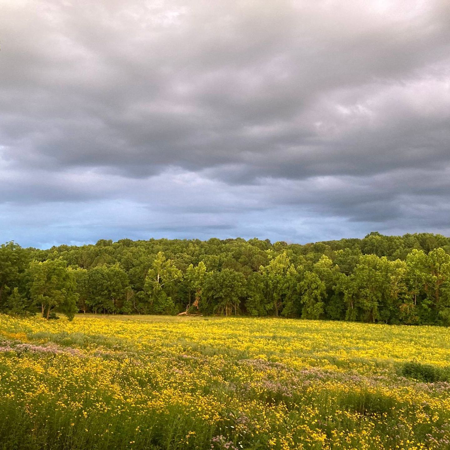 Native Land Management | Birdsong Ecological | MO