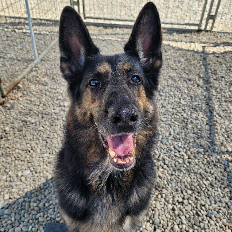 Dog Training – Sterling, MA – Champion Kennels