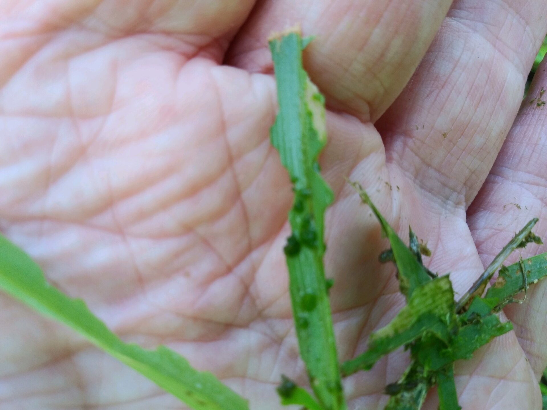 Tropical Sod Webworm Larvae Might Be Feeding On Your Lawn If You See This