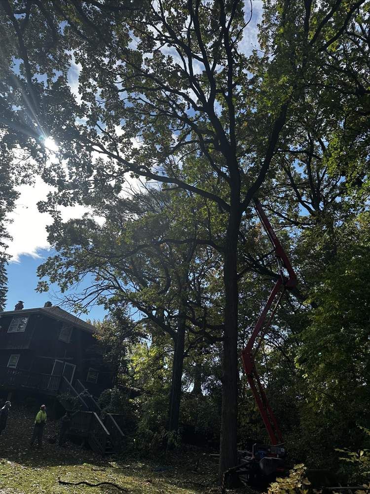 Tree Services Gallery | Crest Hill, IL | 60403 | Chicago, IL