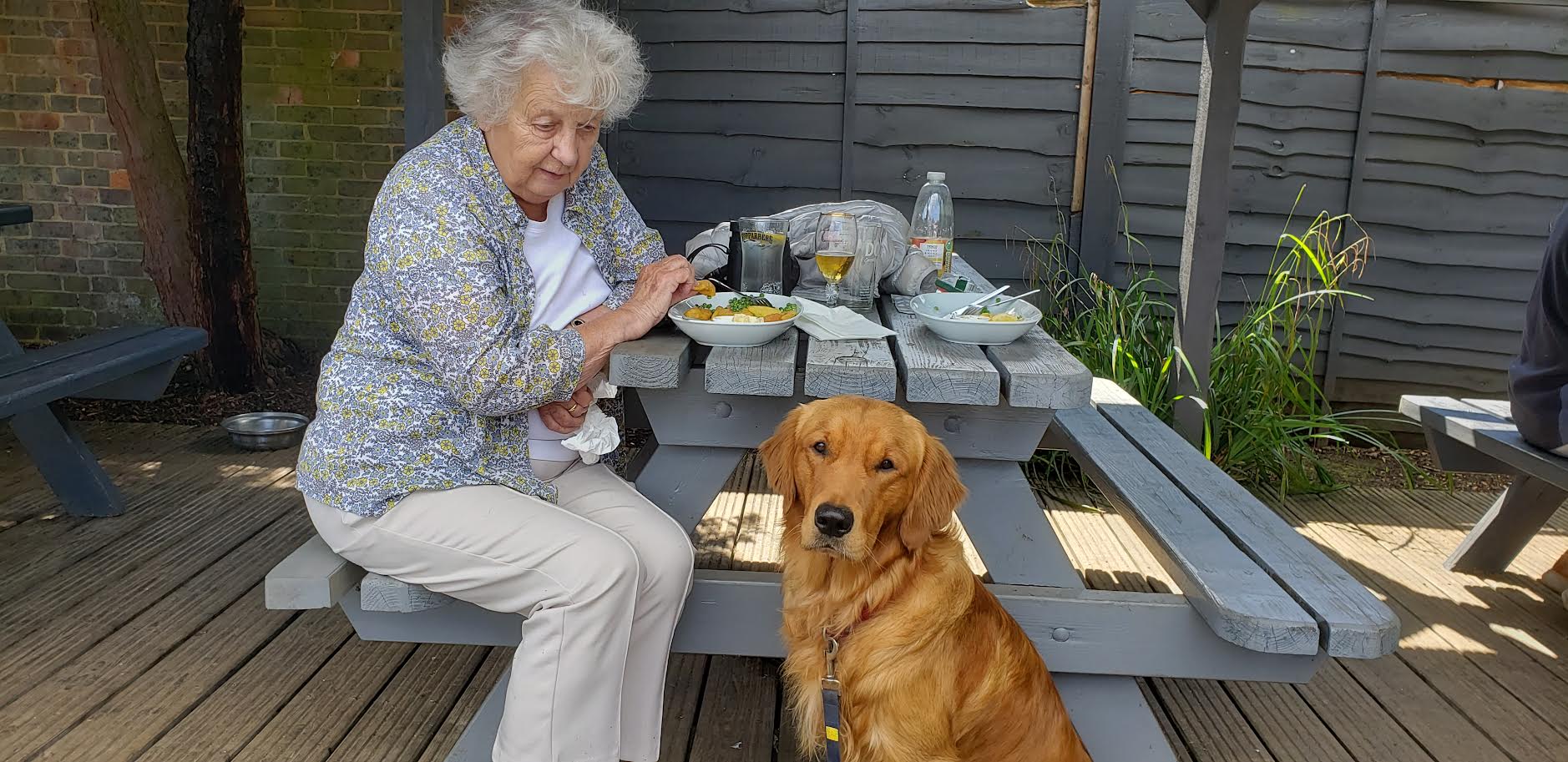 Dogs gallery, see our canine friends at The New Inn at Send