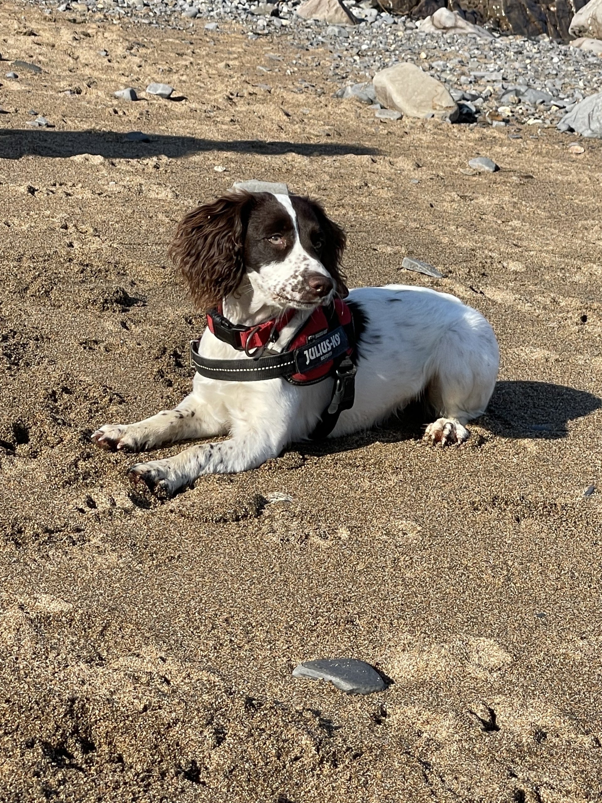 Dogs gallery, see our canine friends at The New Inn at Send