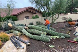 Saguaro Cactus Removal, Straightening, Phoenix, AZ