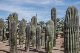 Saguaro Cactus Removal, Straightening, Phoenix, AZ