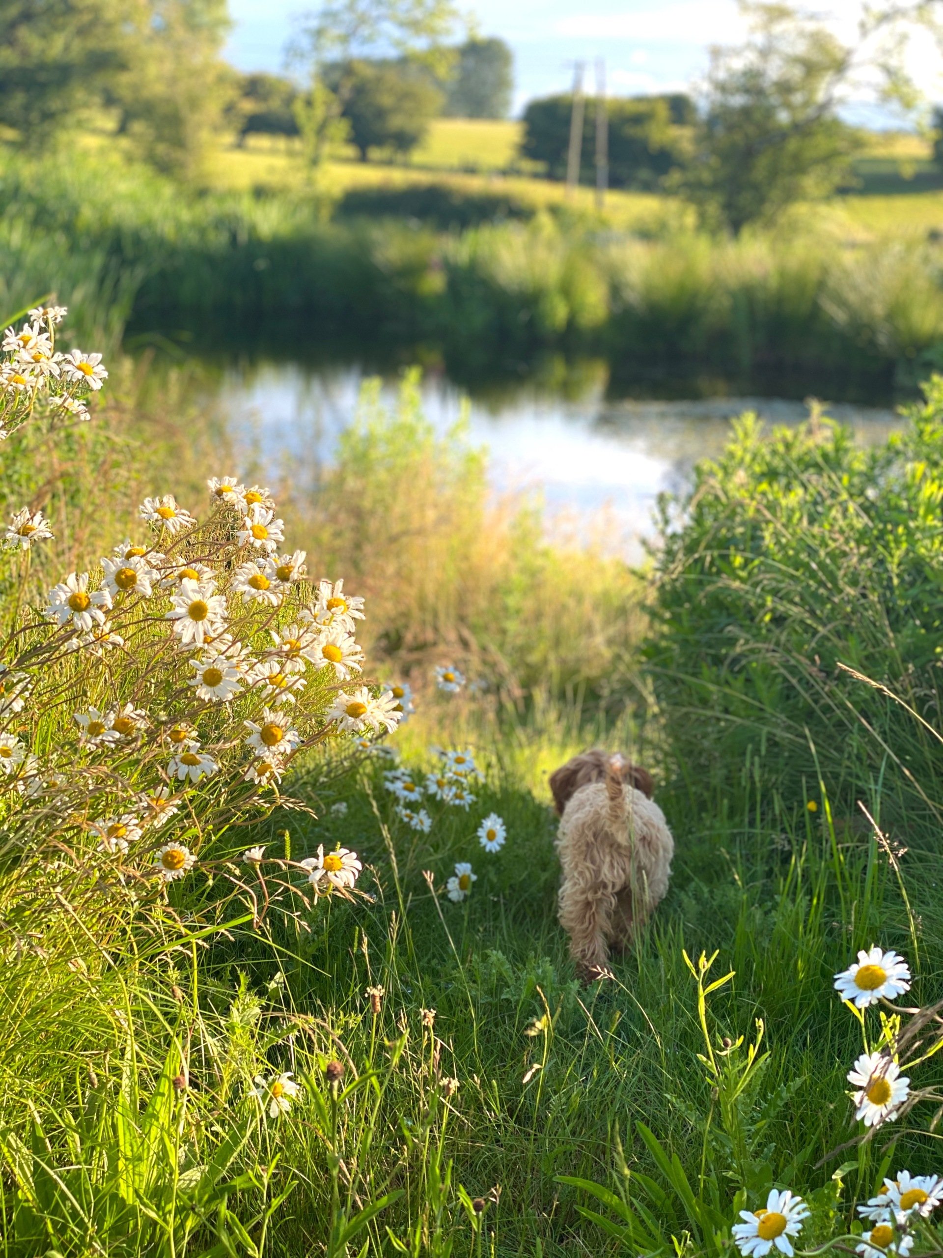 Gone to Ashbrook - Home