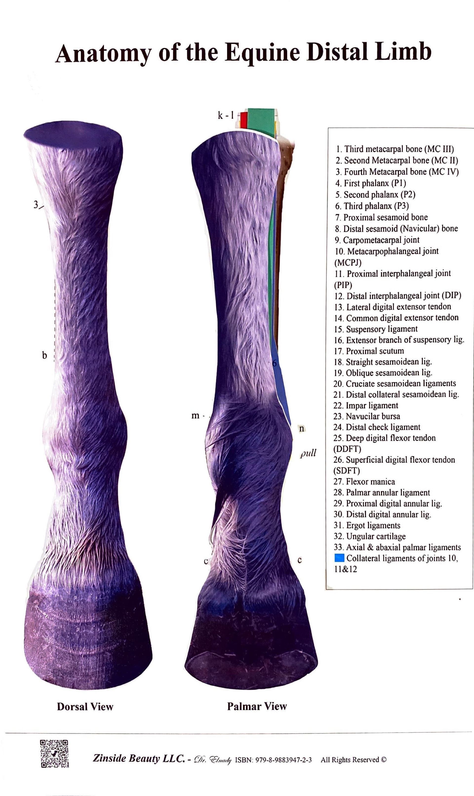 Anatomy of the Equine Distal Limb