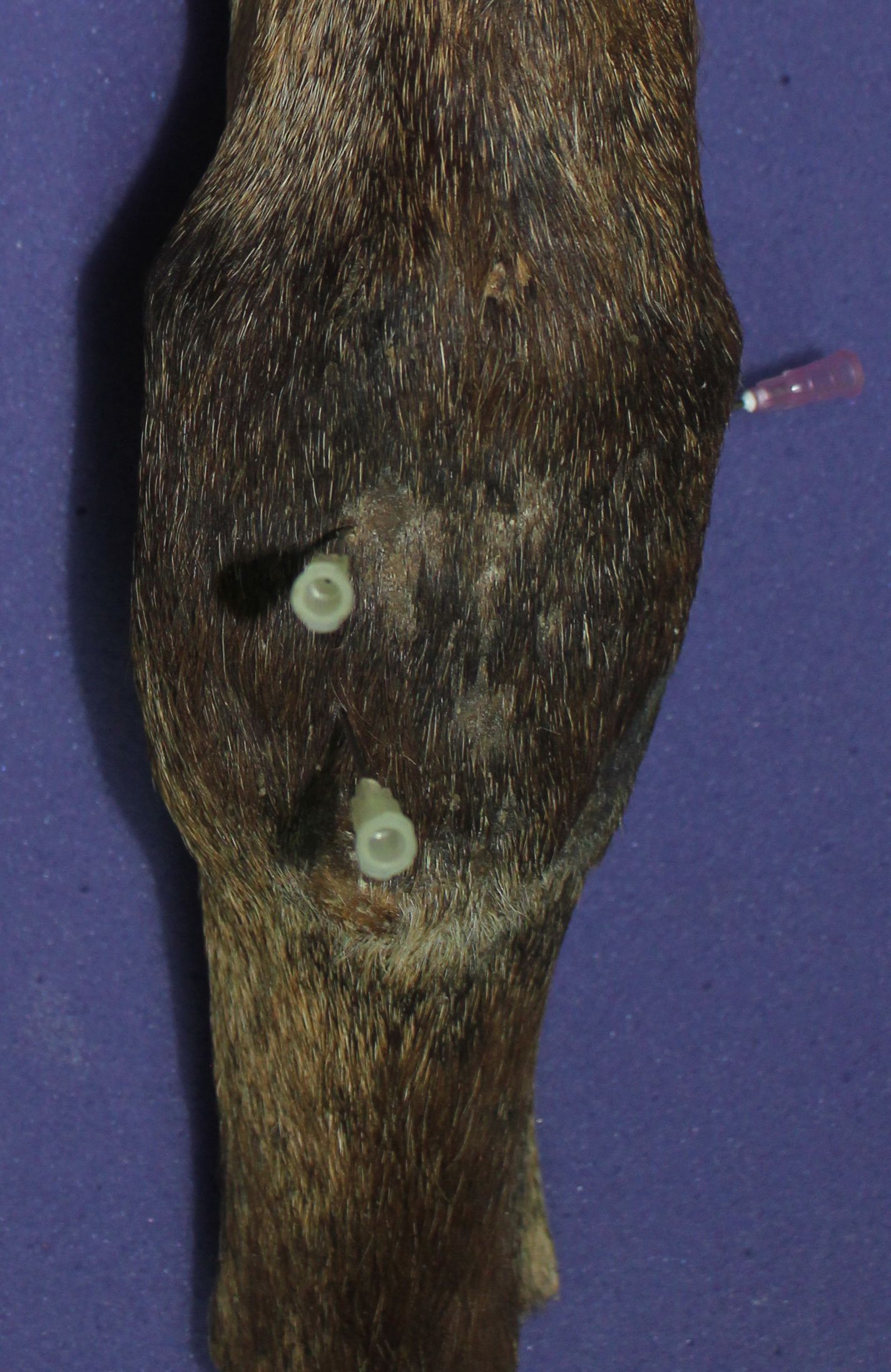 Equine Joint Injection Simulator