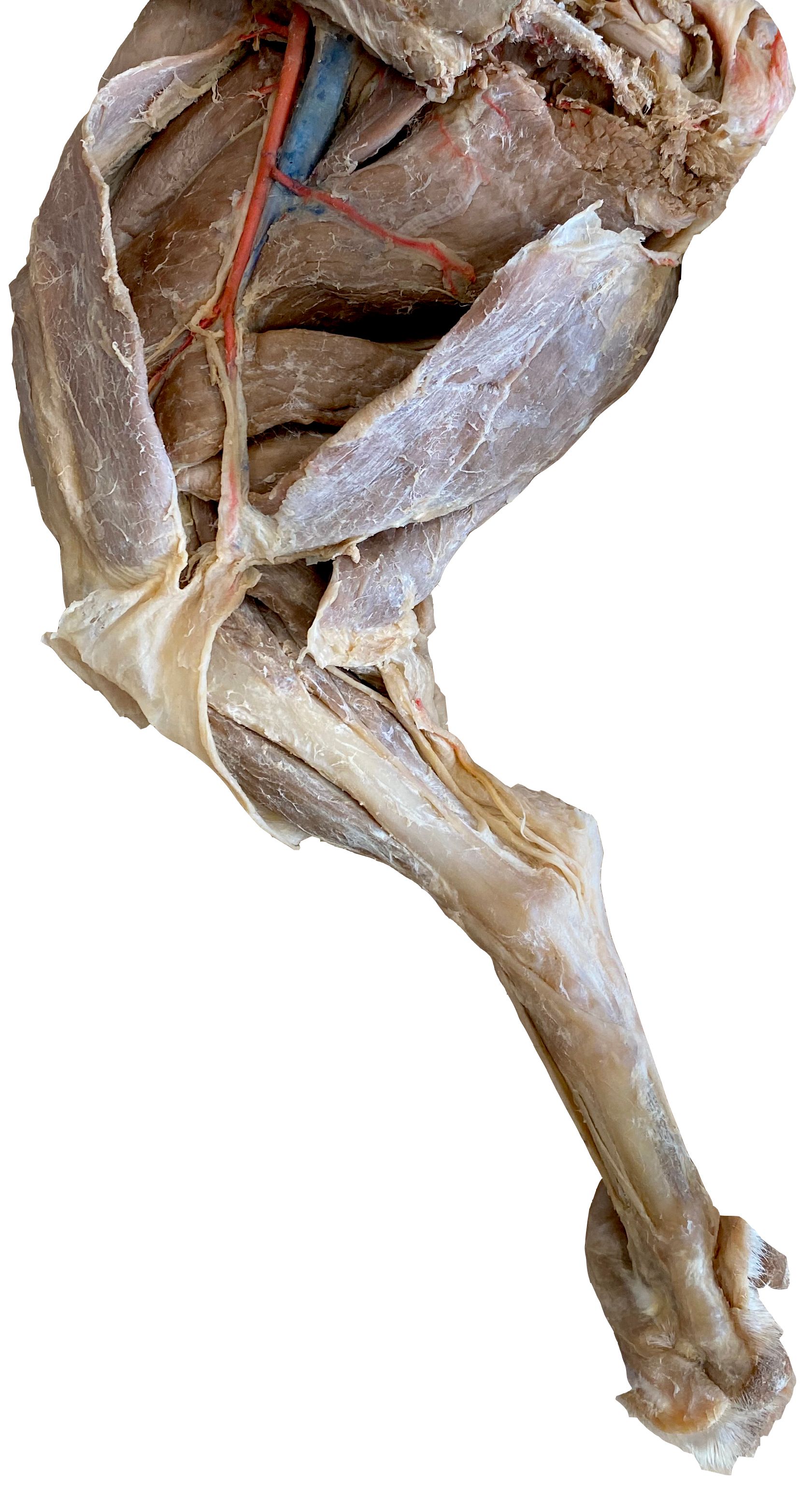 Pelvic Limb of a Dog