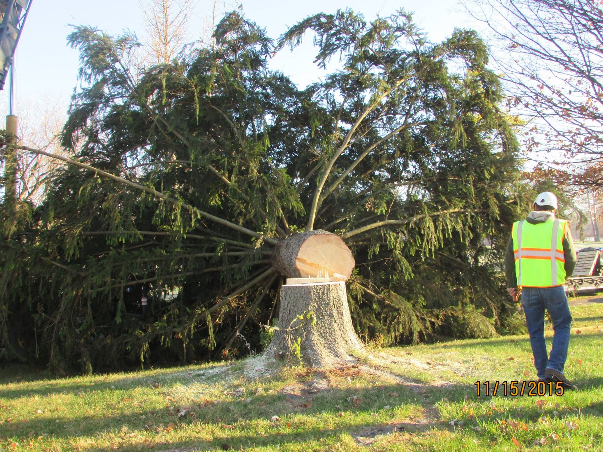 Tree Trimming | Springfield, OH | C&S Tree Service Center