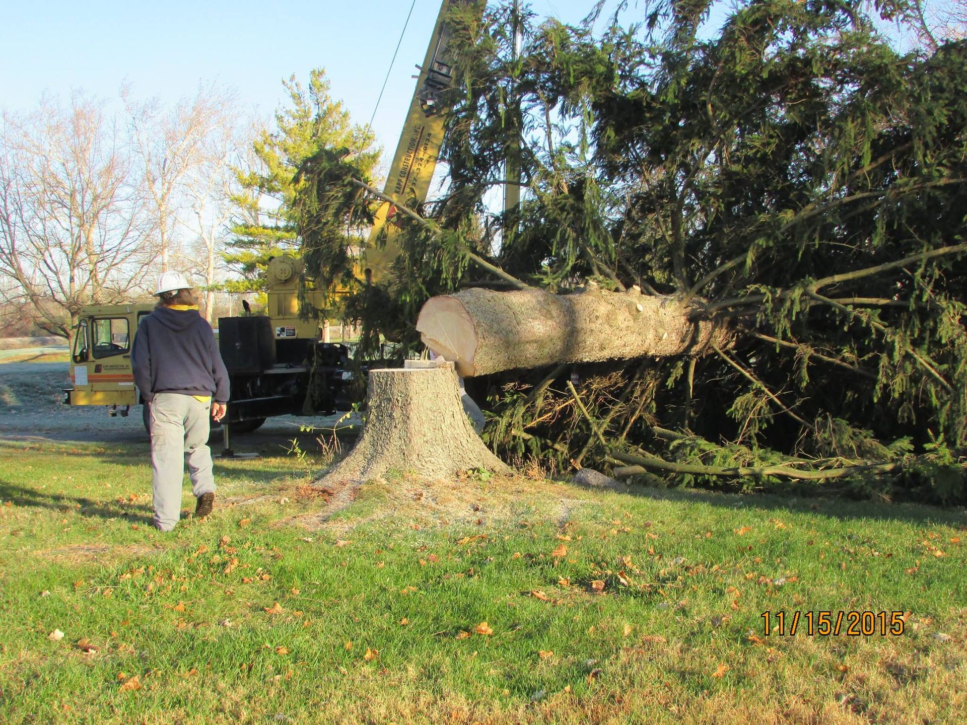 Tree Trimming | Springfield, OH | C&S Tree Service Center