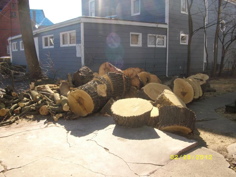 Tree Stump Removal | Springfield, OH | C&S Tree Service Ctr