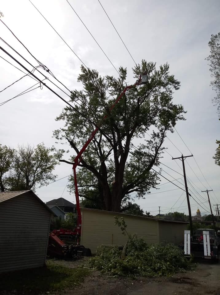 Tree Trimming | Springfield, OH | C&S Tree Service Center