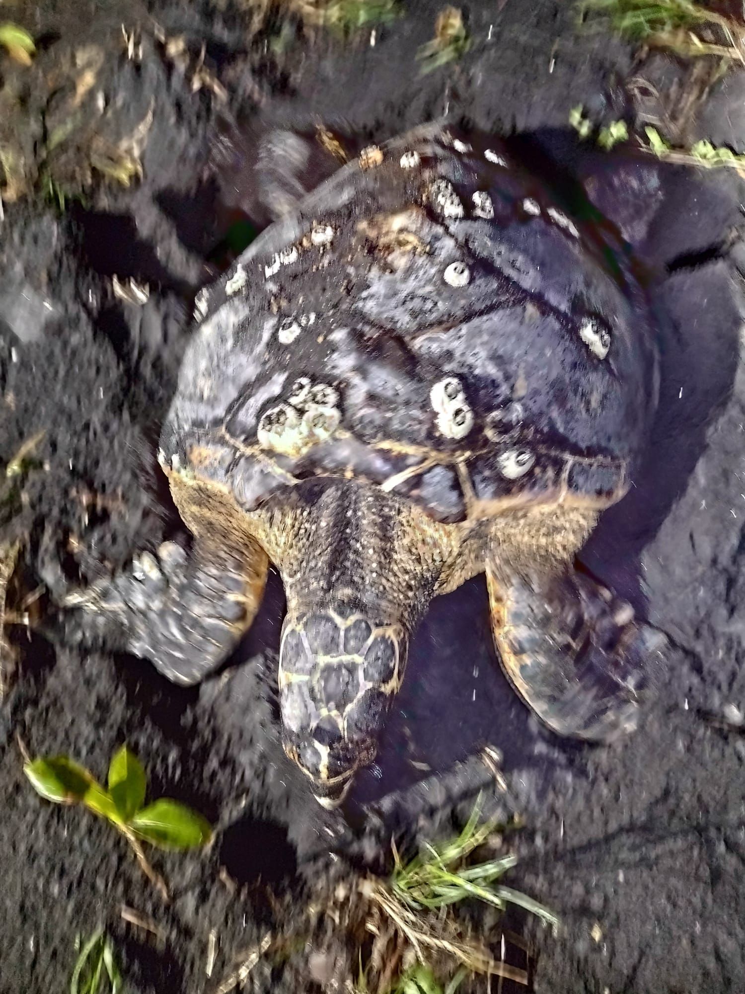 Sea Turtle Season is Here: Witness Hawksbill and Green Turtle Hatchings ...