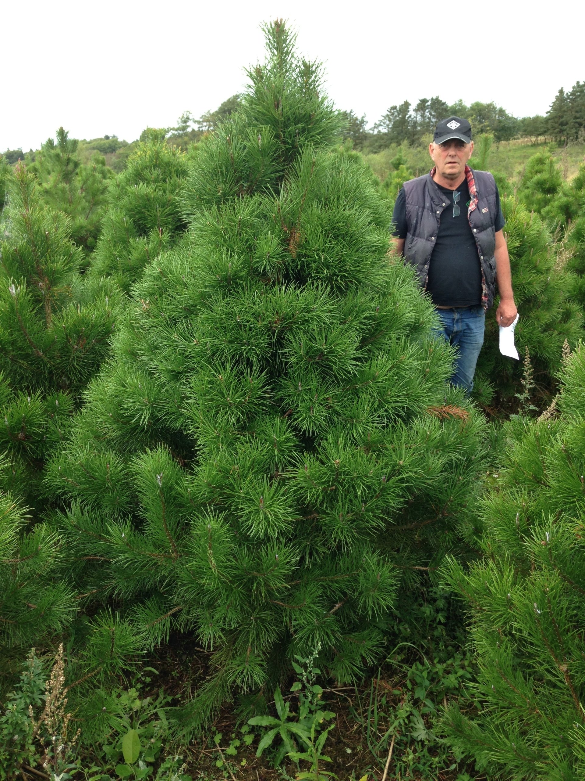 Gallery- Knudsens Plantage i Holstebro, Danmark