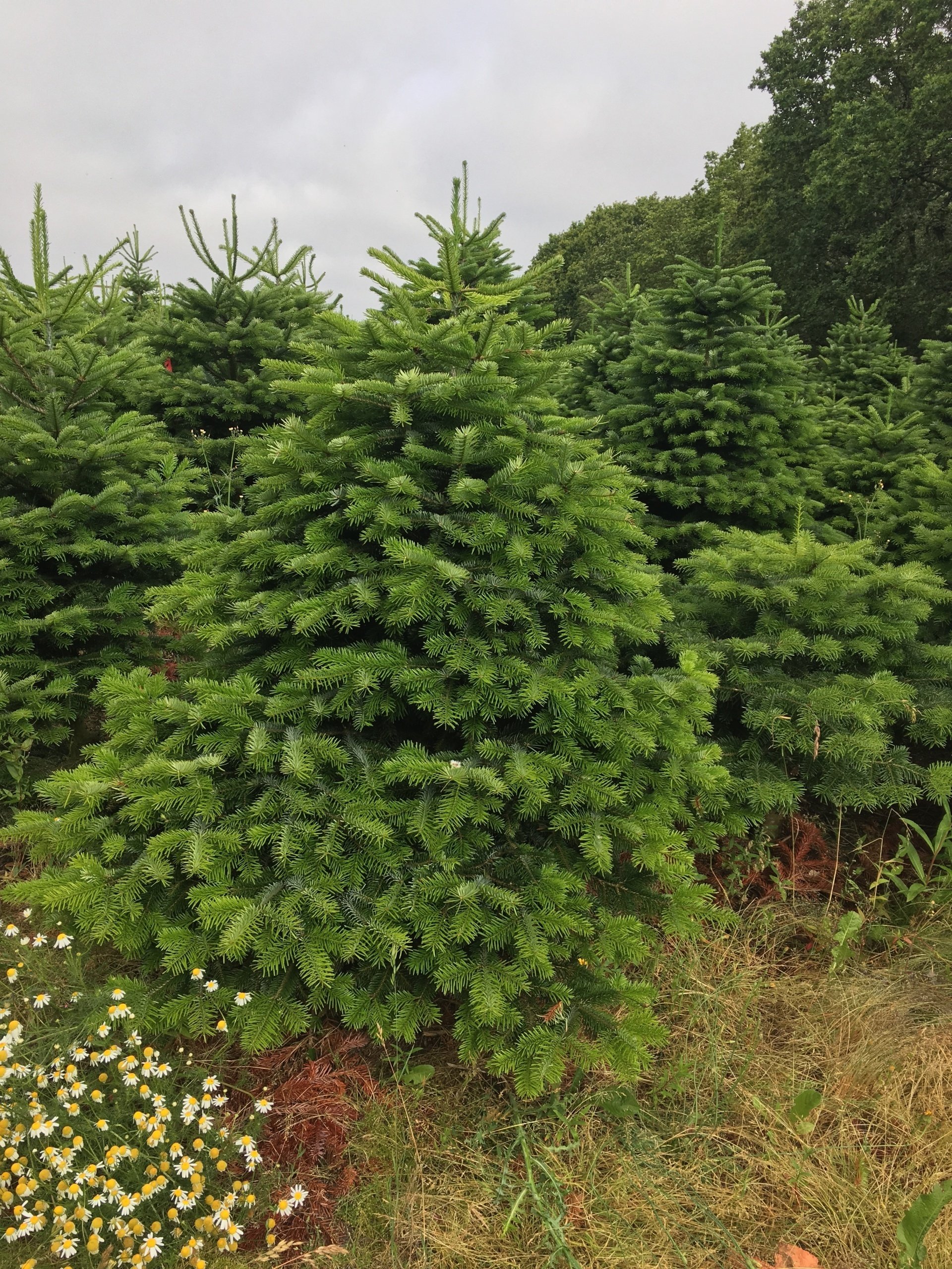 Gallery- Knudsens Plantage i Holstebro, Danmark