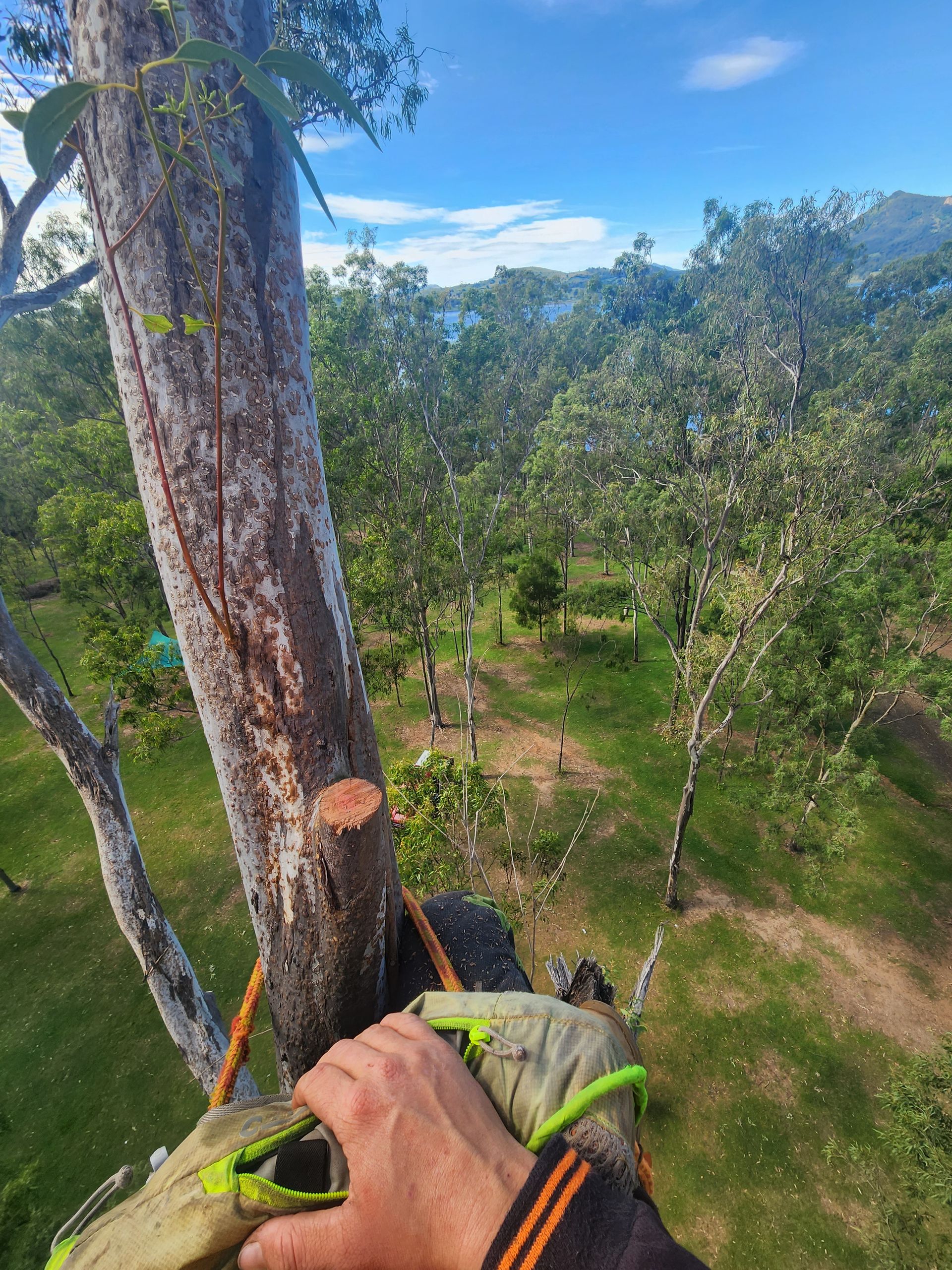 Gallery | Jungle Jess Tree Surgeon