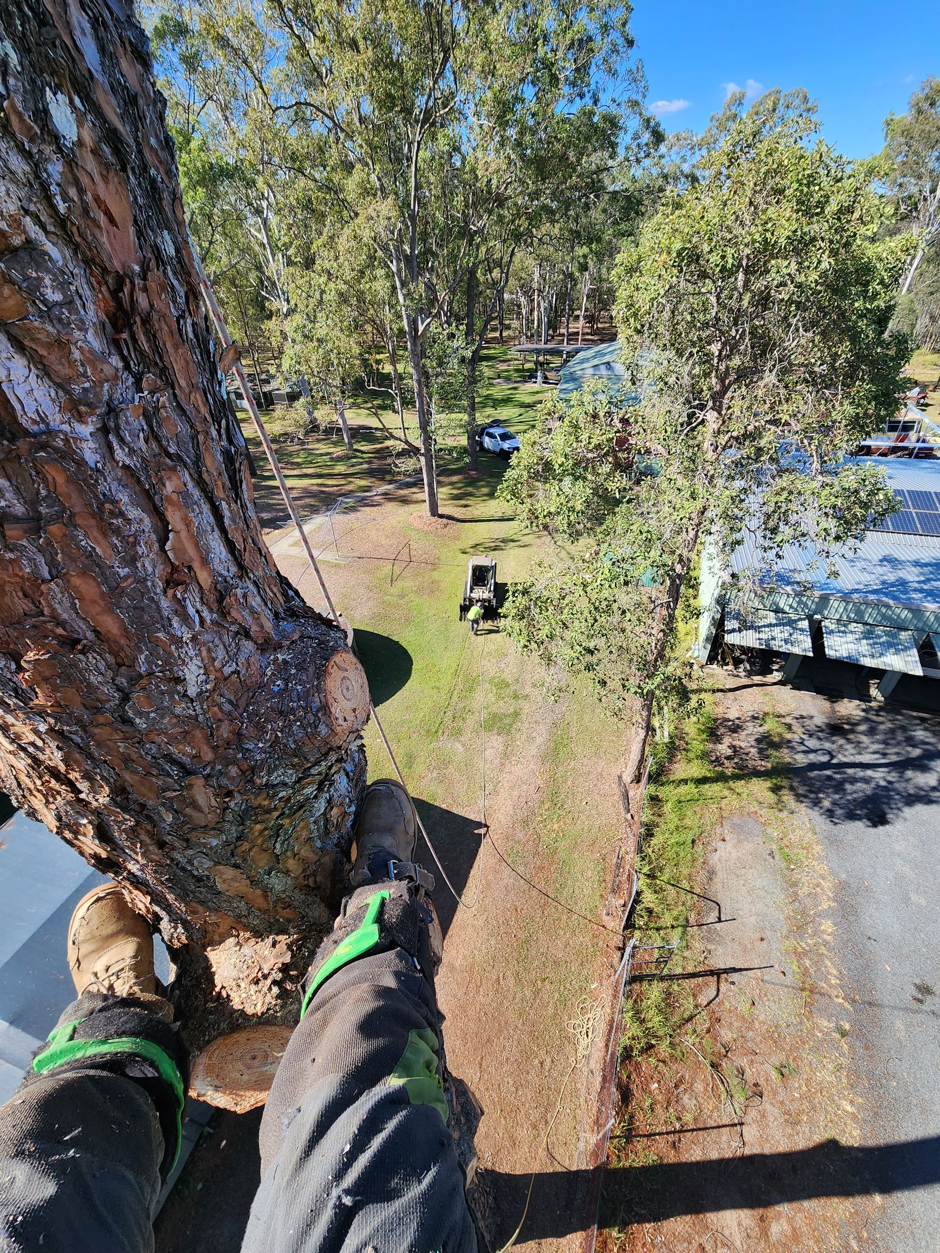 Gallery | Jungle Jess Tree Surgeon