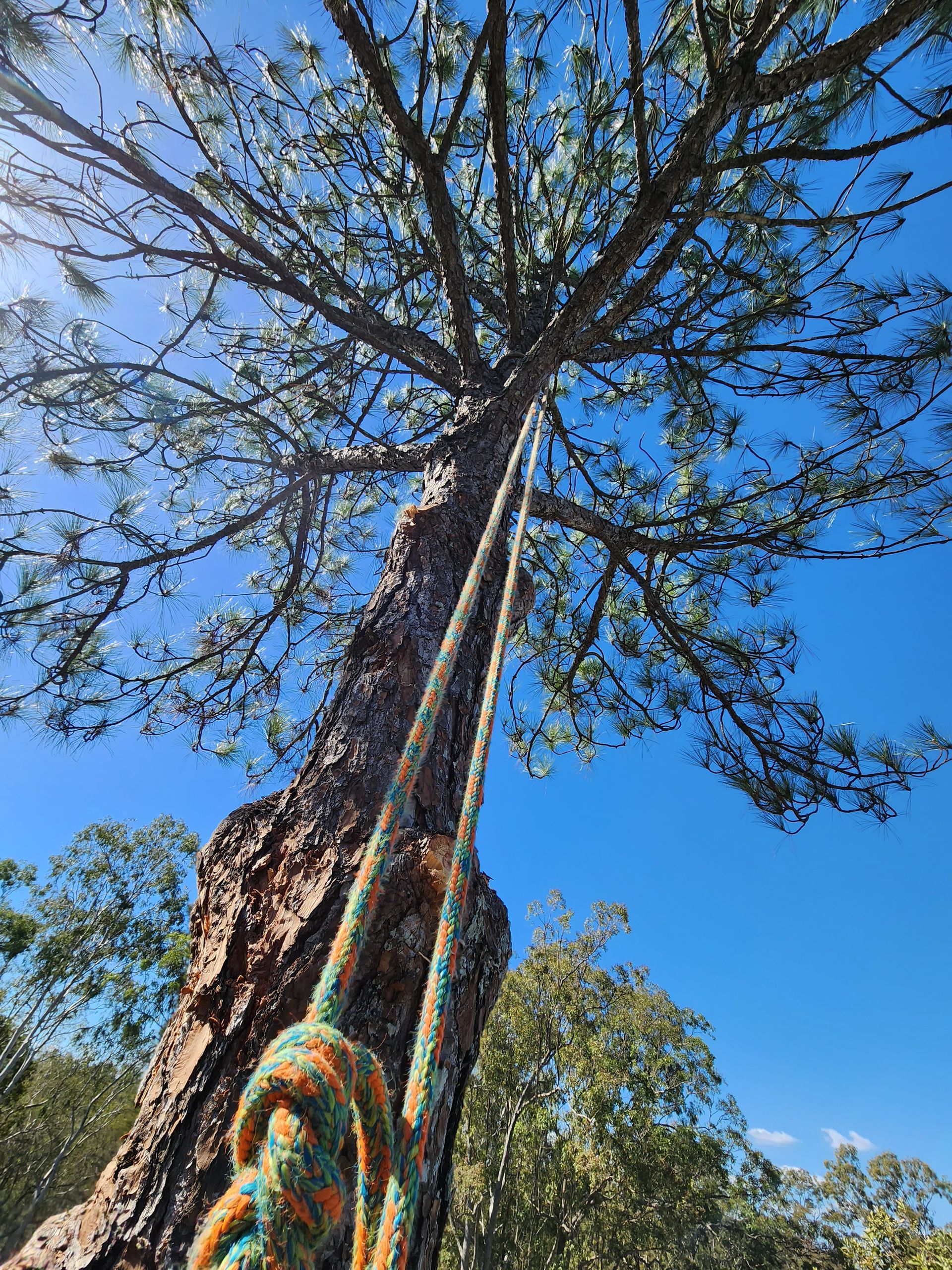 Gallery | Jungle Jess Tree Surgeon