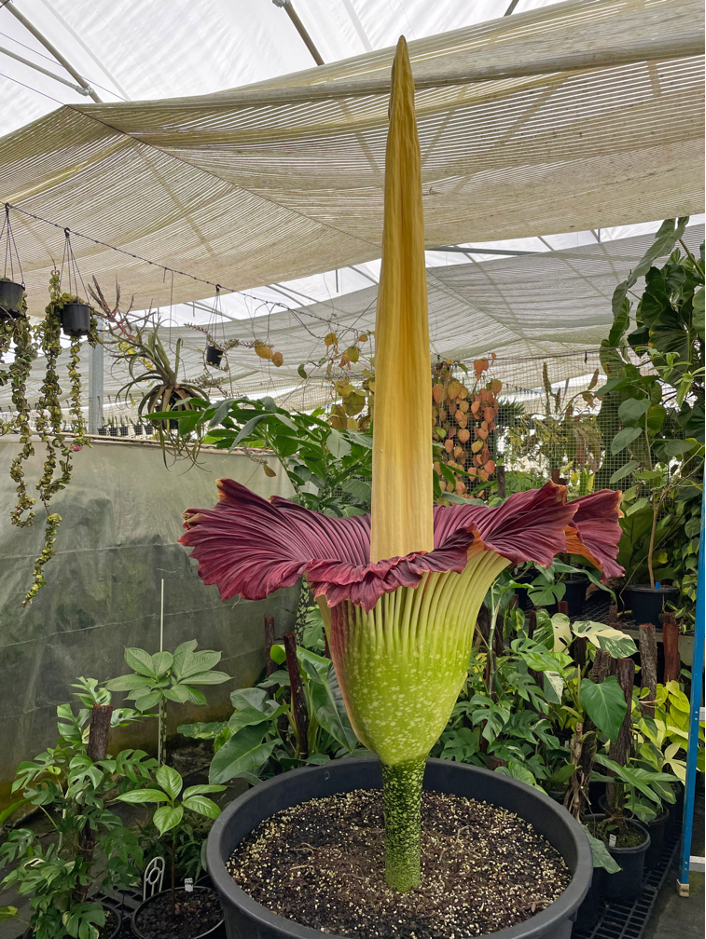 Case Study: Vision International Delivers Rare Bloom