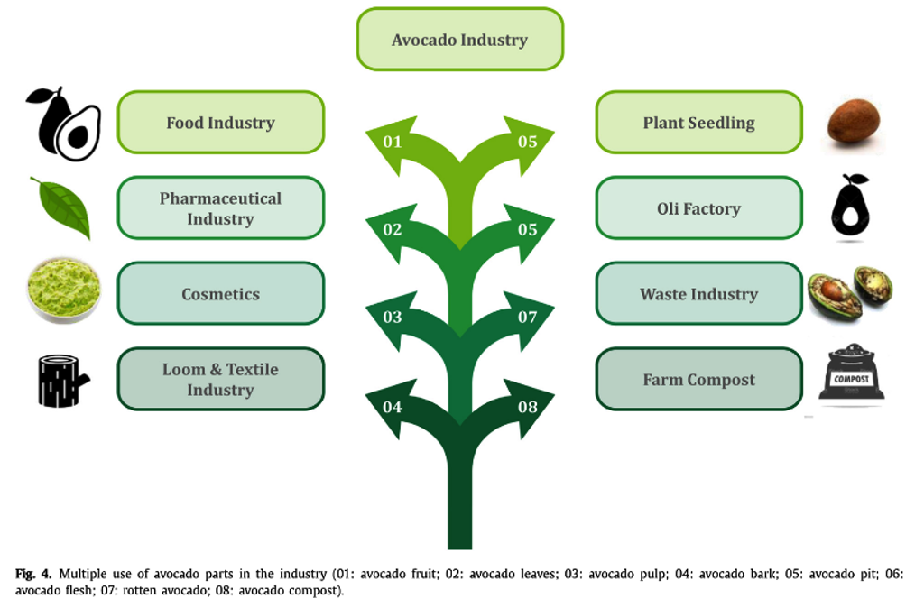 How to Prepare Your Avocado Supply Chain | Vision International