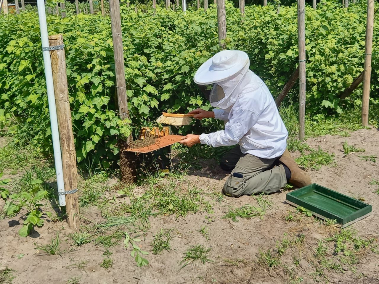 Sociale tuinderij de Scheve Schup want, Vers is lekkerder!