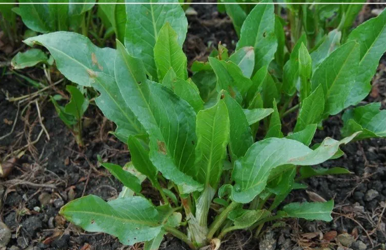 Zuring, een vergeten groente