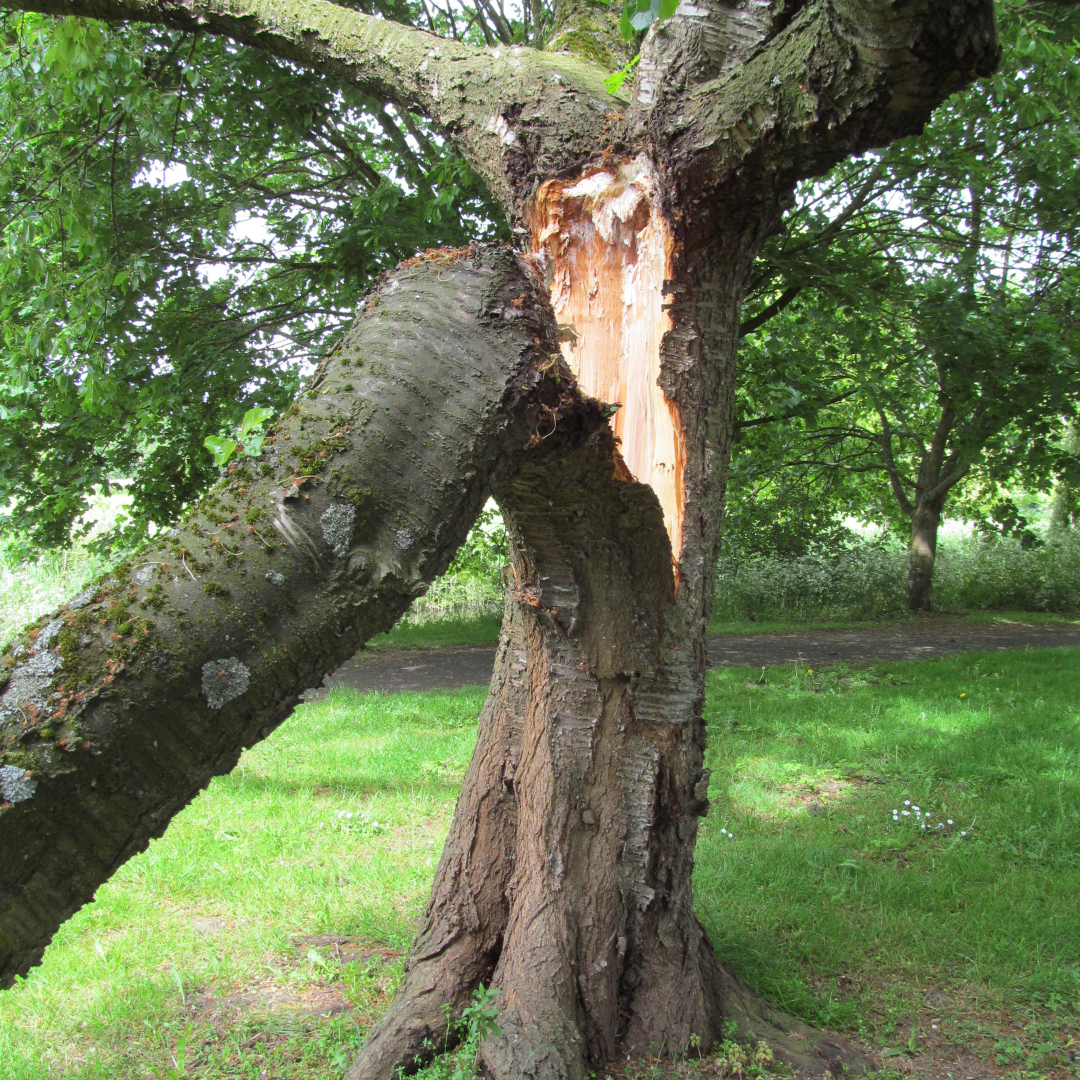 Tree Trimming, Removal, Stump Grinding & Storm Cleanup in Mecklenburg ...