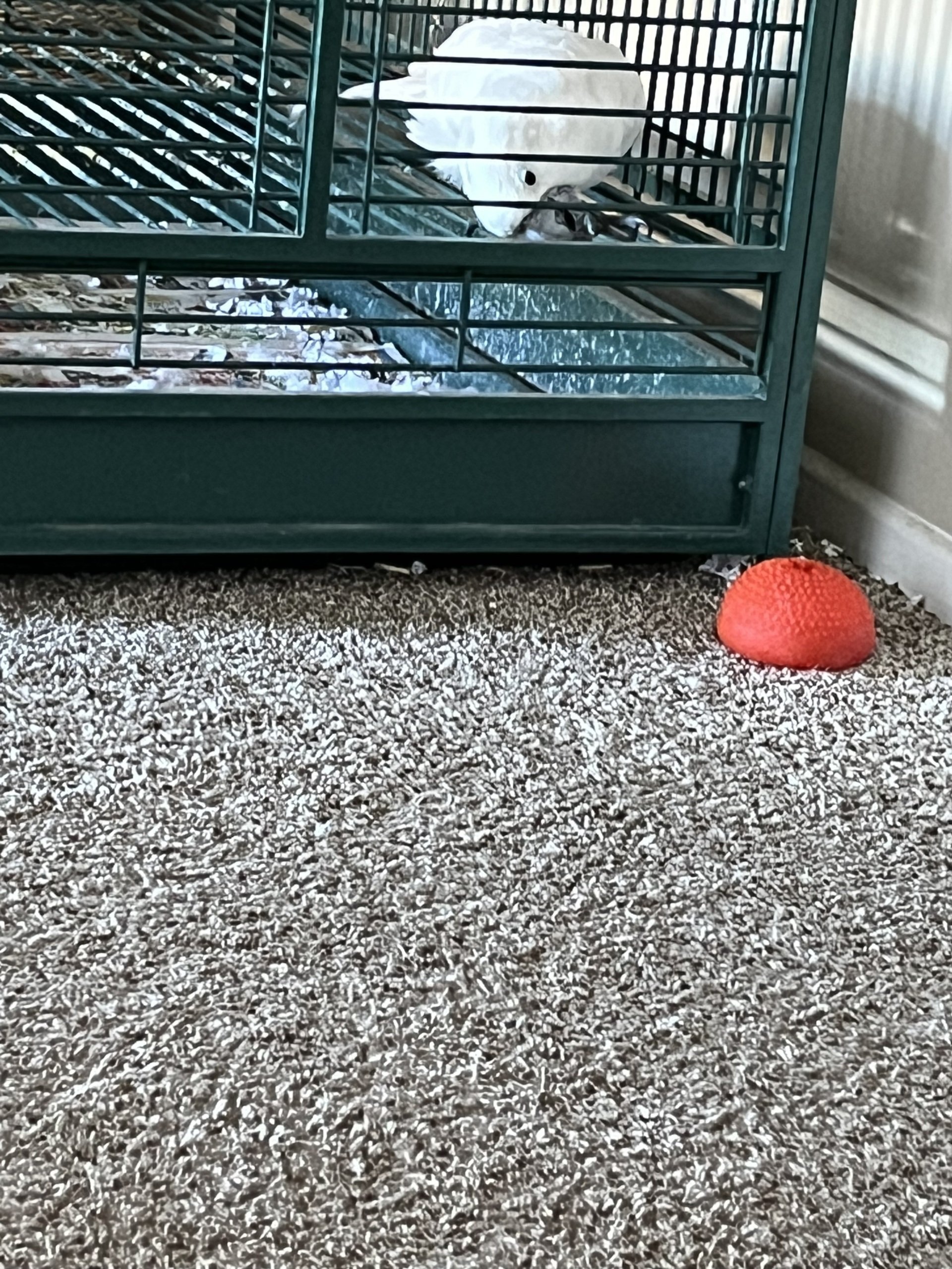 Julius and the Dog Toy