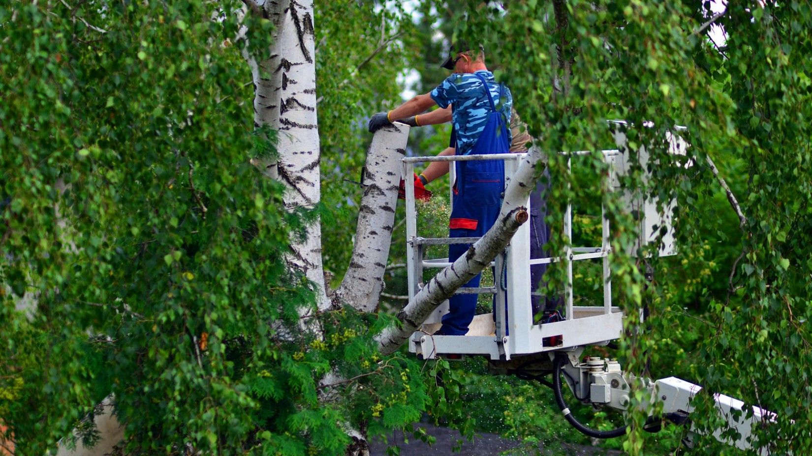Champions Tree Service | The Lone Star Tree Czar