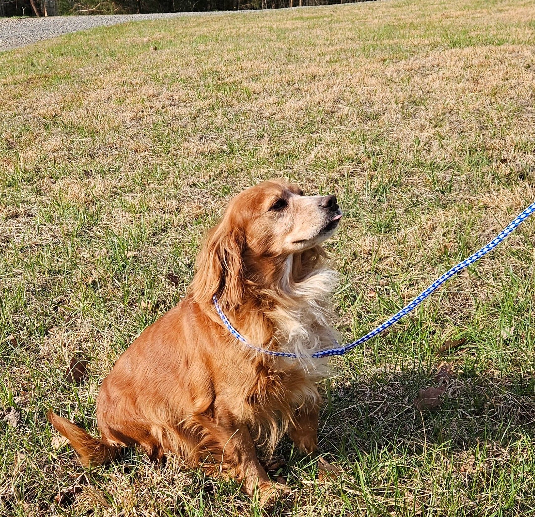 Available Adults | Dakota Sport Retrievers