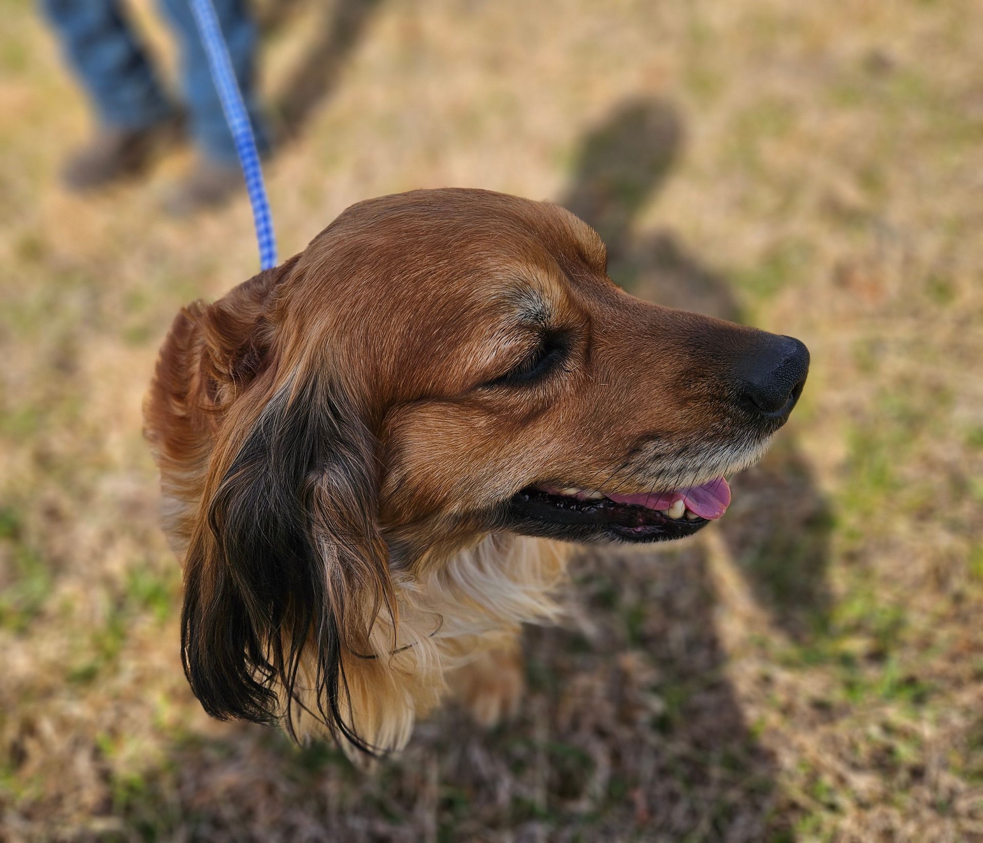 Available Adults | Dakota Sport Retrievers