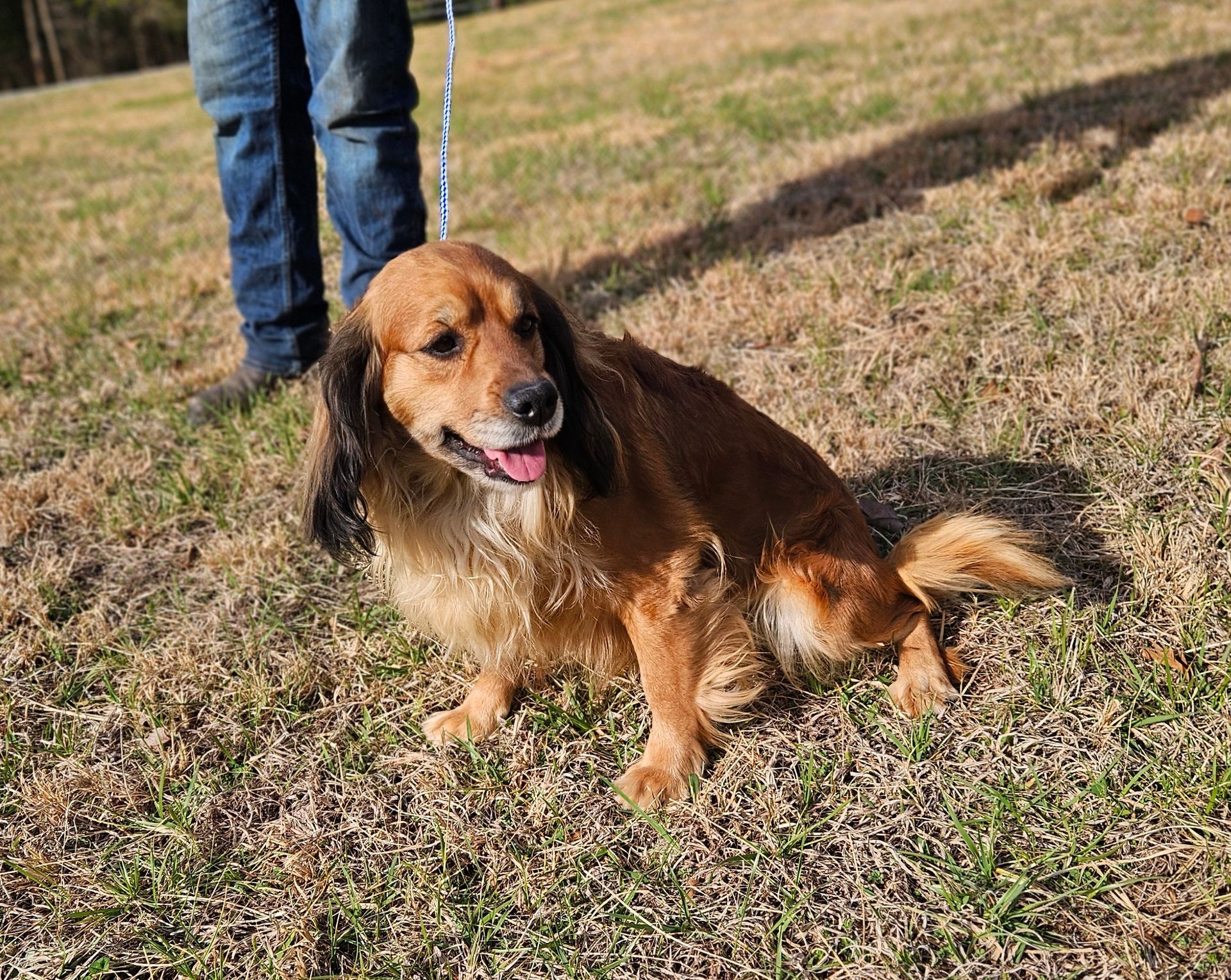 Available Adults | Dakota Sport Retrievers