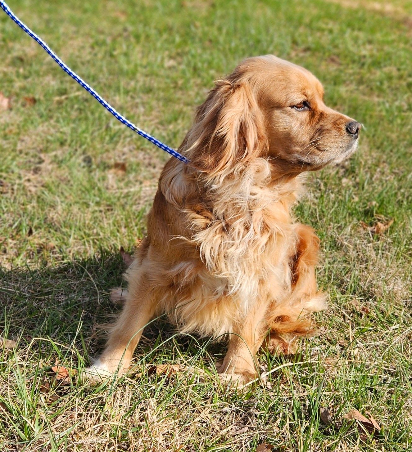 Available Adults | Dakota Sport Retrievers