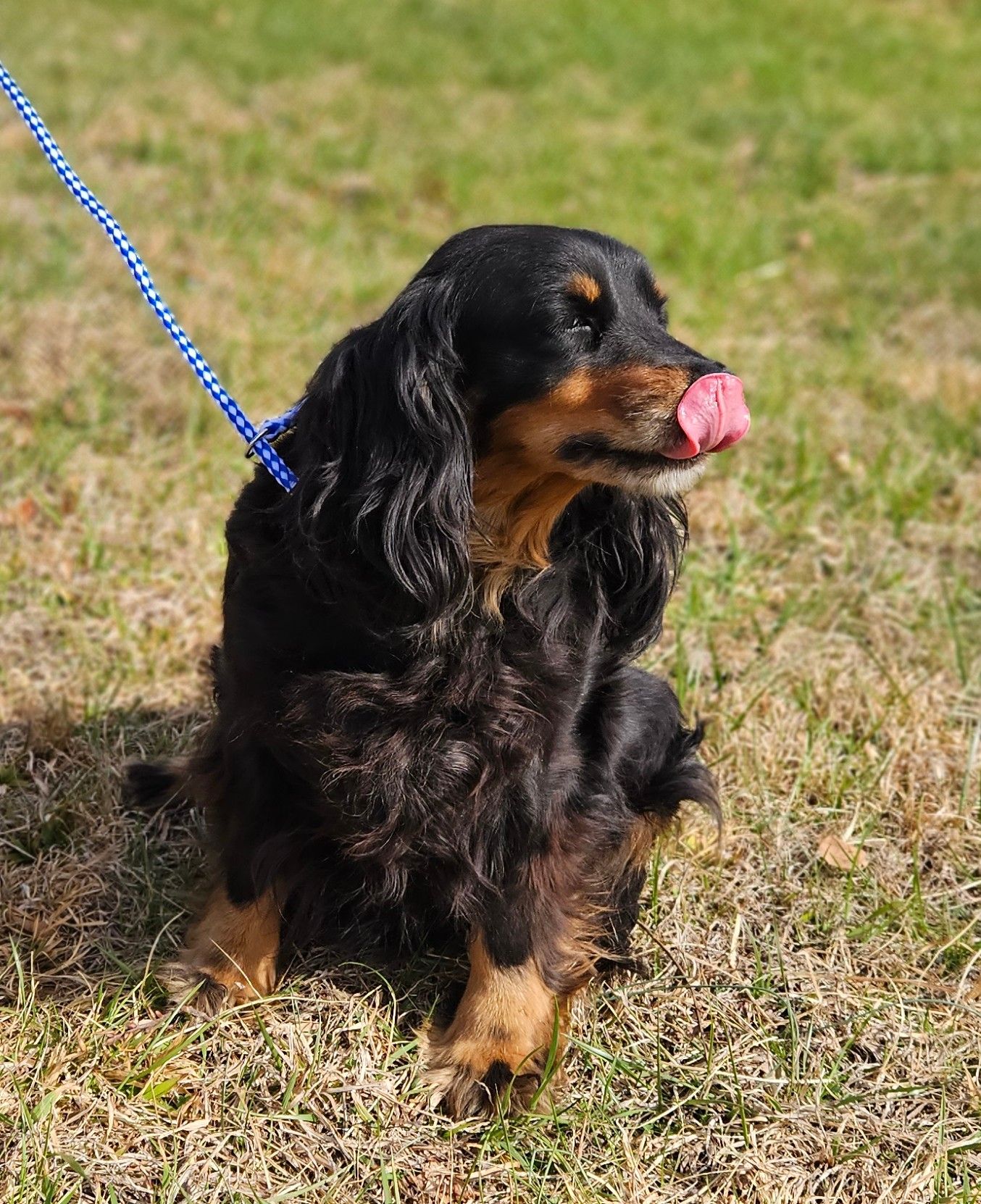 Available Adults | Dakota Sport Retrievers