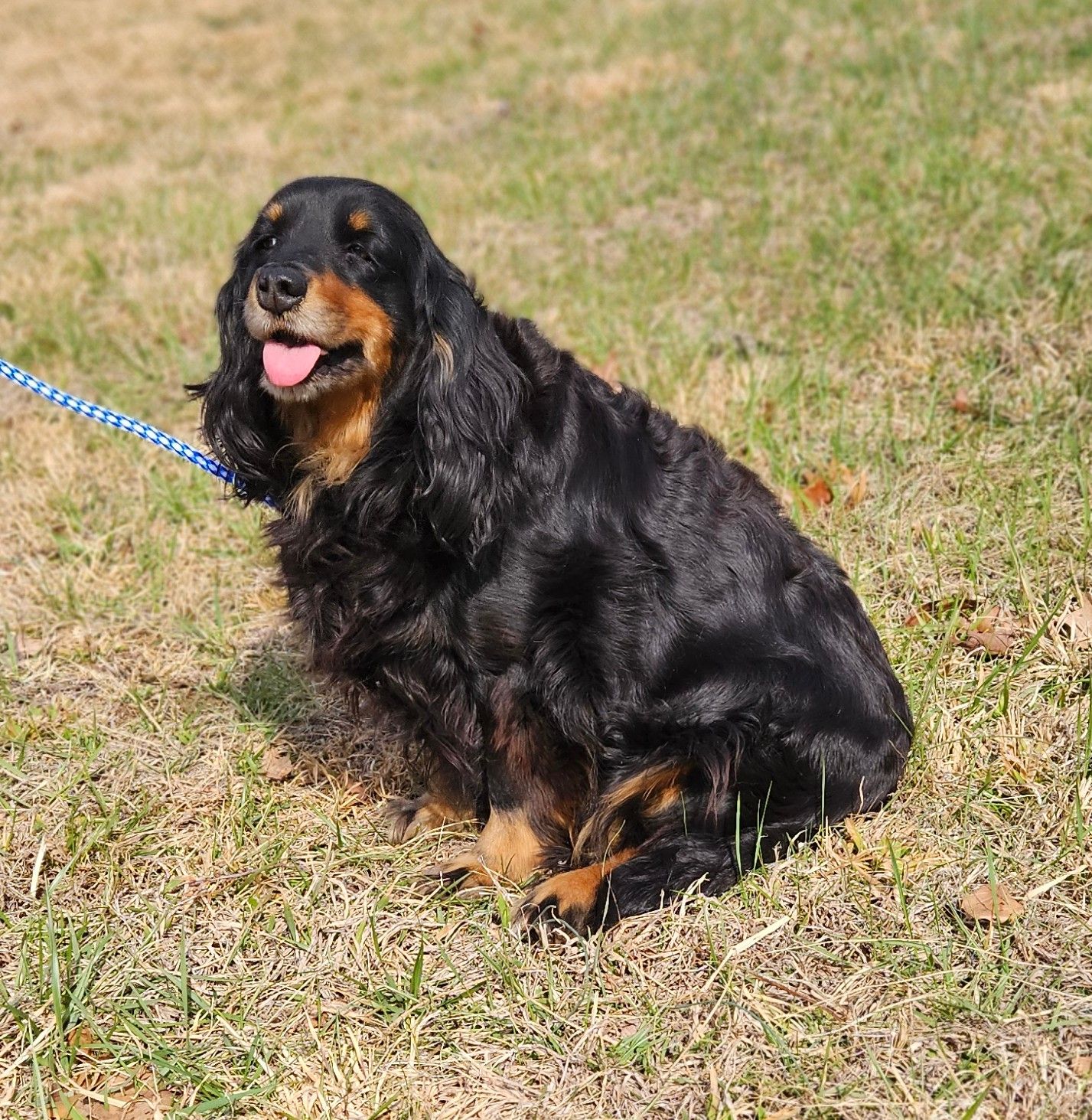 Available Adults | Dakota Sport Retrievers