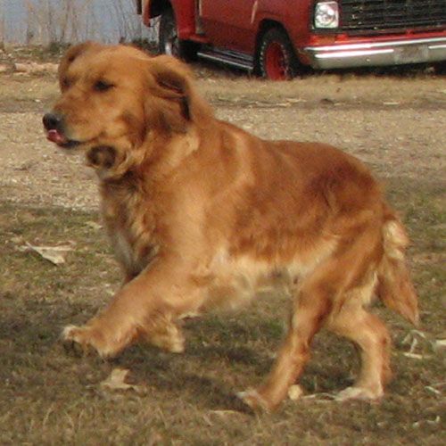 Pedigrees | Dakota Sport Retrievers