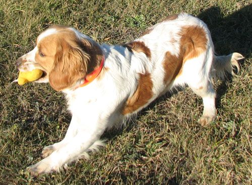 Color | Dakota Sport Retrievers