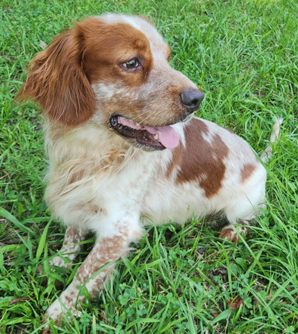 Ready To Go Now | Dakota Sport Retrievers