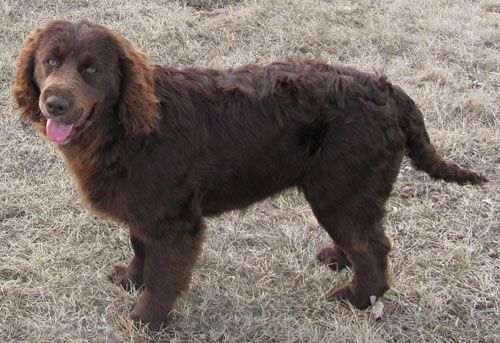 Color | Dakota Sport Retrievers