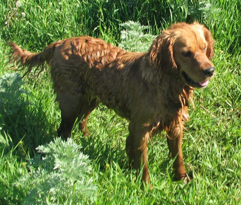Color | Dakota Sport Retrievers